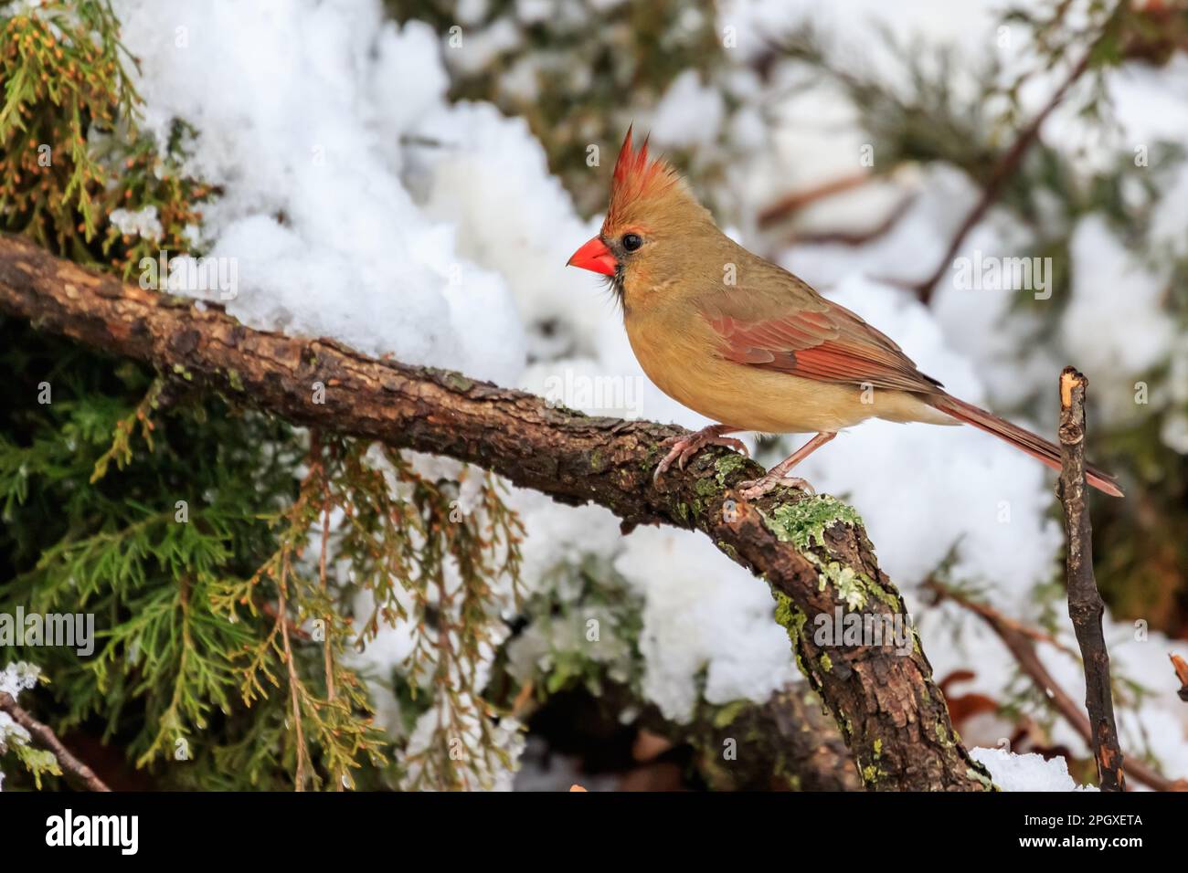 Female Cardinal (Cardinalis cardinalis) in a Snowy Tree Stock Photo - Alamy