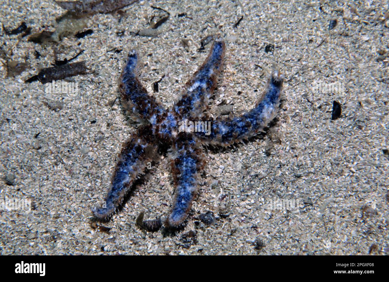 Starfish Stella marina (Coscinasterias tenuispina Stock Photo - Alamy