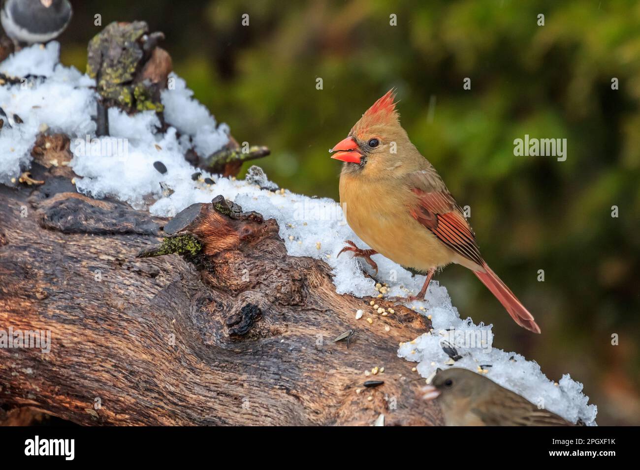 Female Cardinal (Cardinalis cardinalis) in a Snowy Tree Stock Photo - Alamy