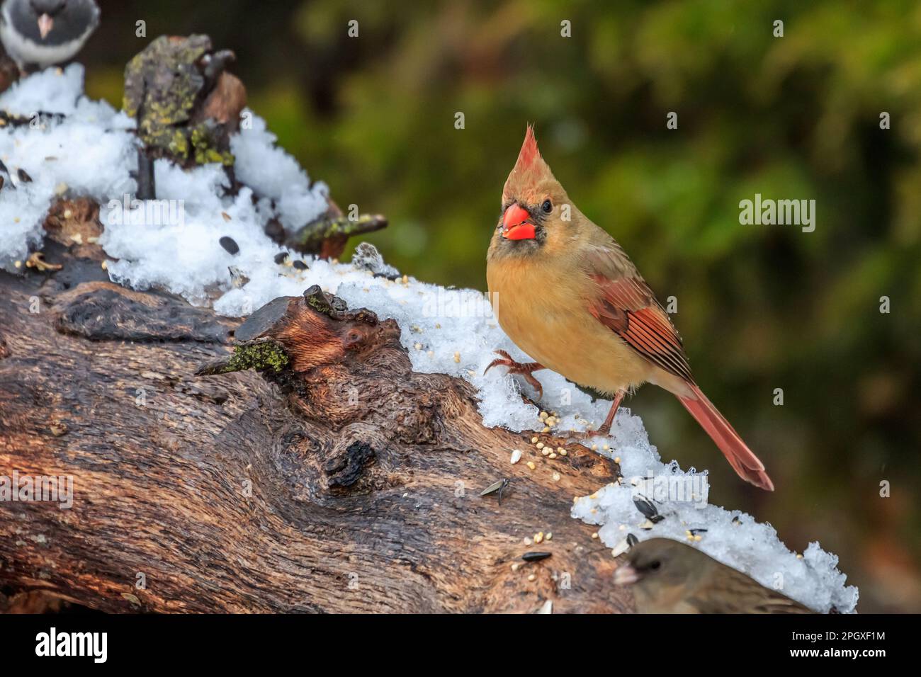 Female Cardinal (Cardinalis cardinalis) in a Snowy Tree Stock Photo - Alamy