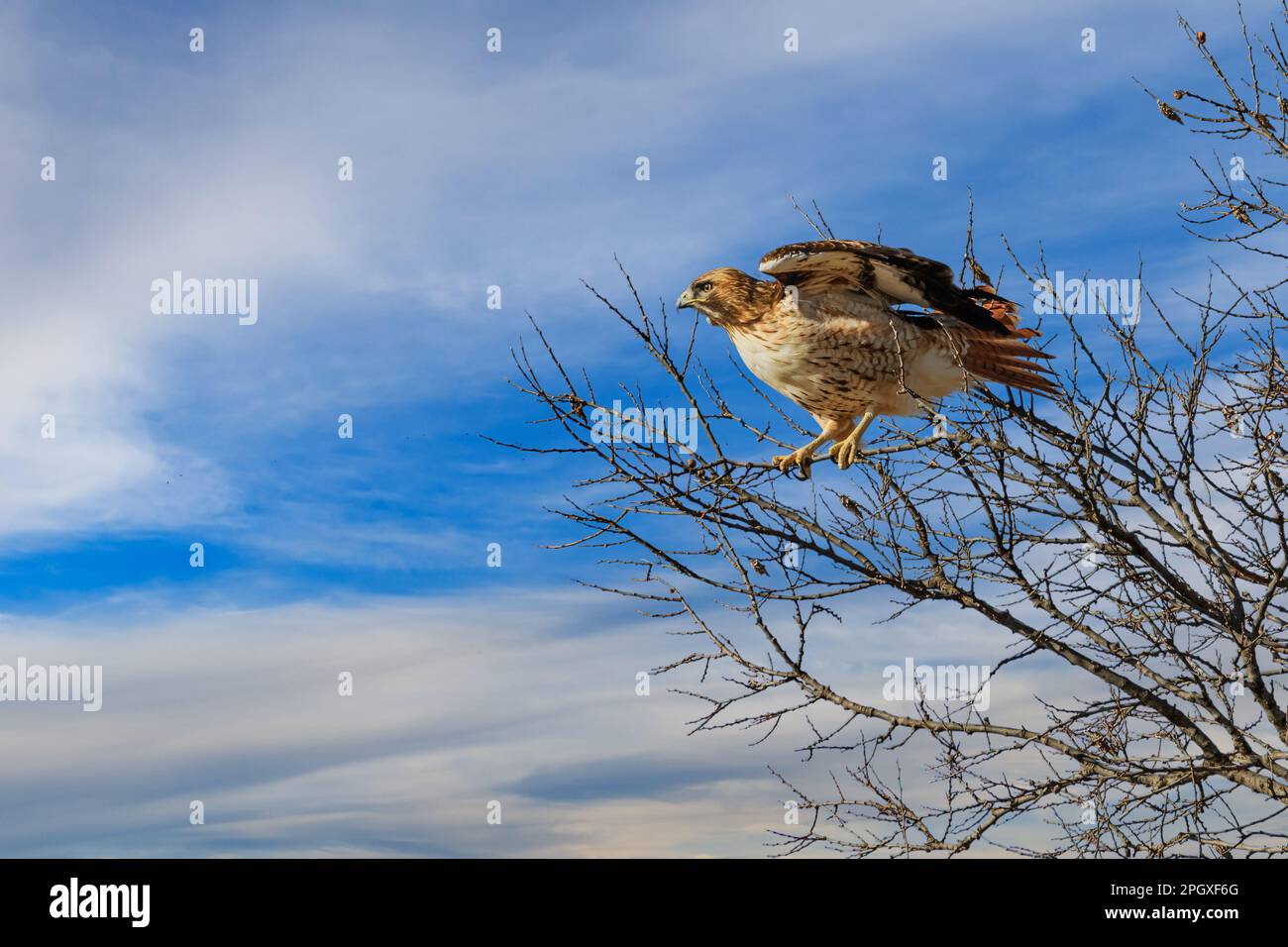 A Red-tailed Hawk just taking flight from a tree Stock Photo - Alamy