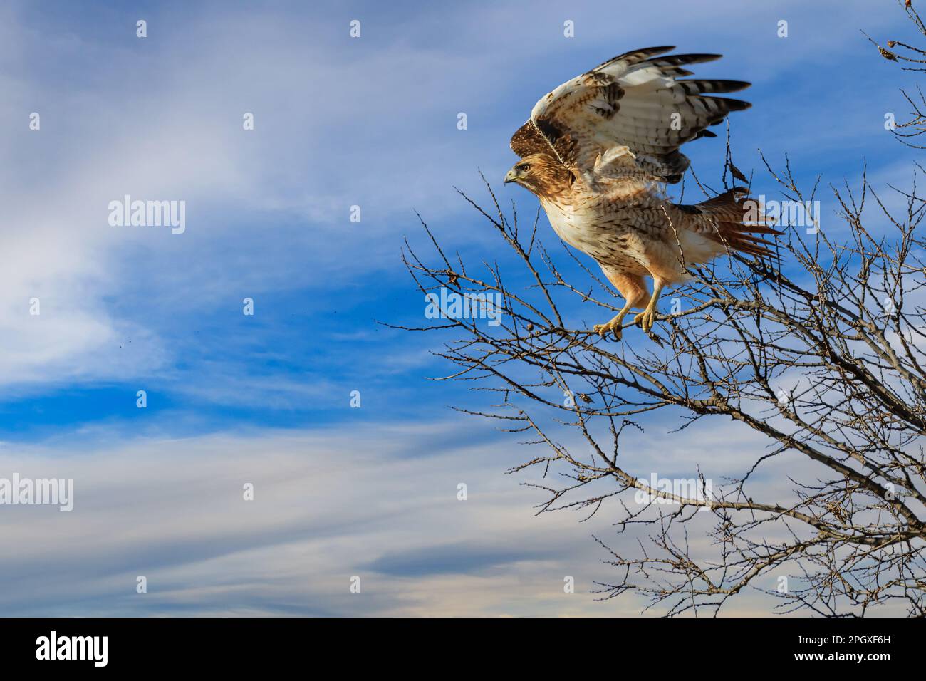 A Red-tailed Hawk just taking flight from a tree Stock Photo - Alamy