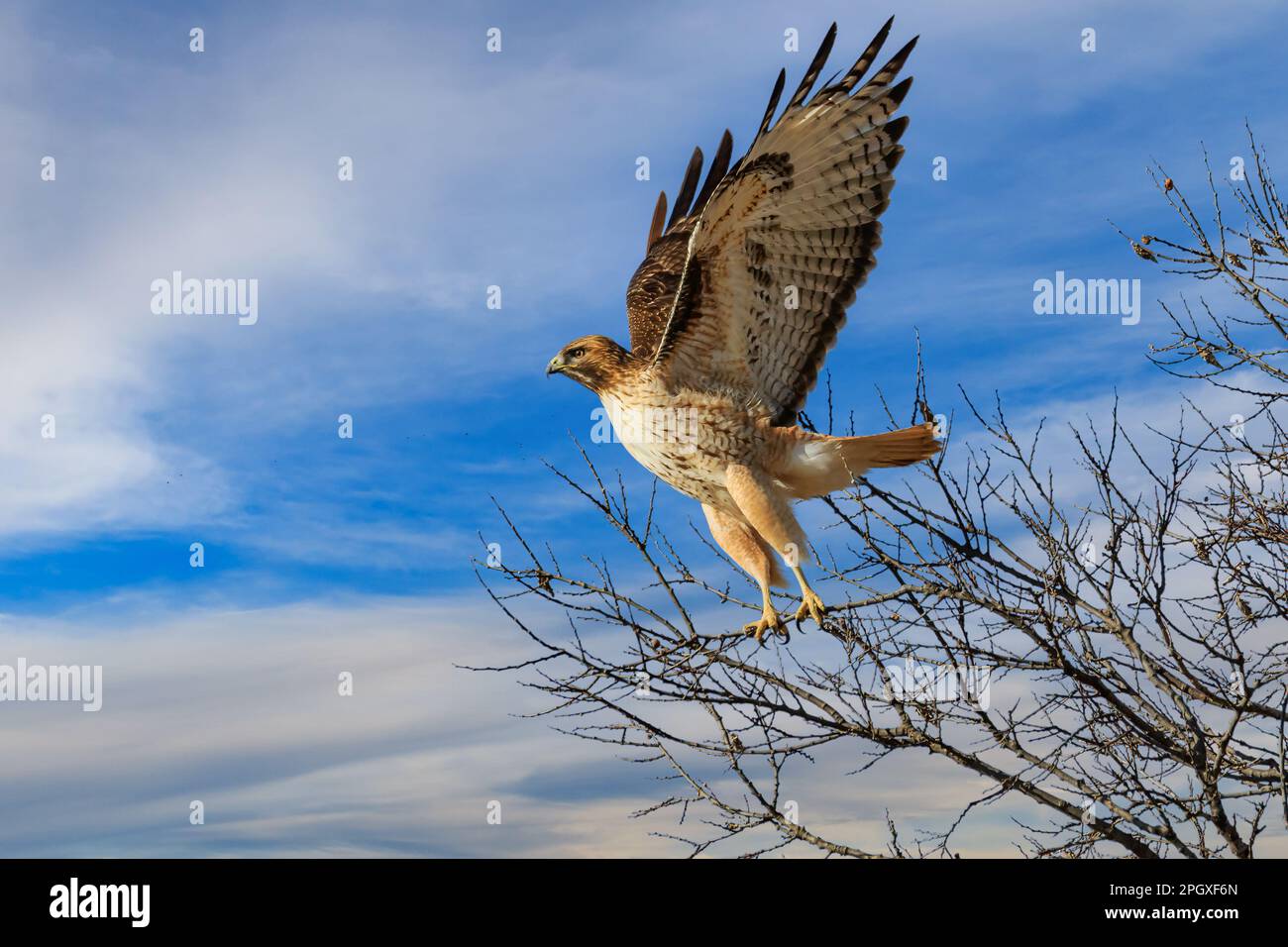 A Red-tailed Hawk just taking flight from a tree Stock Photo - Alamy