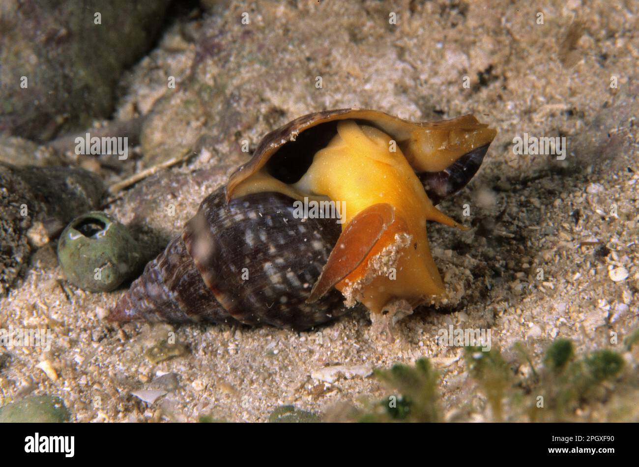 Buccino hi-res stock photography and images - Alamy