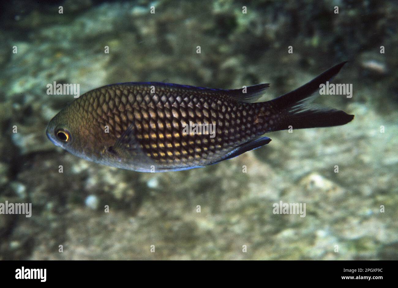 Chromis damselfish hi-res stock photography and images - Alamy