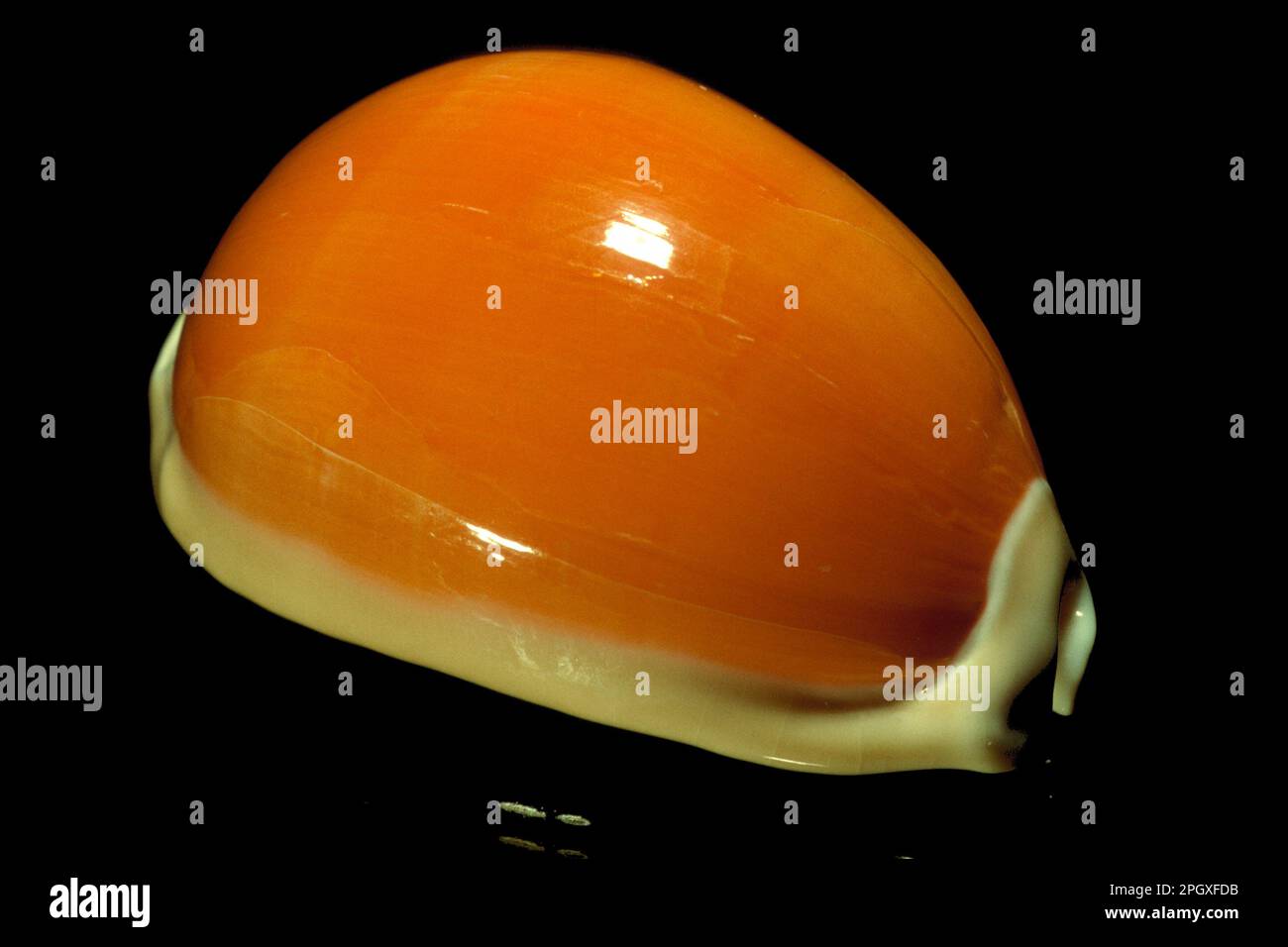 Ciprea (Lyncina aurantium). nelle isole Fidji i capi di alto rango - e ...