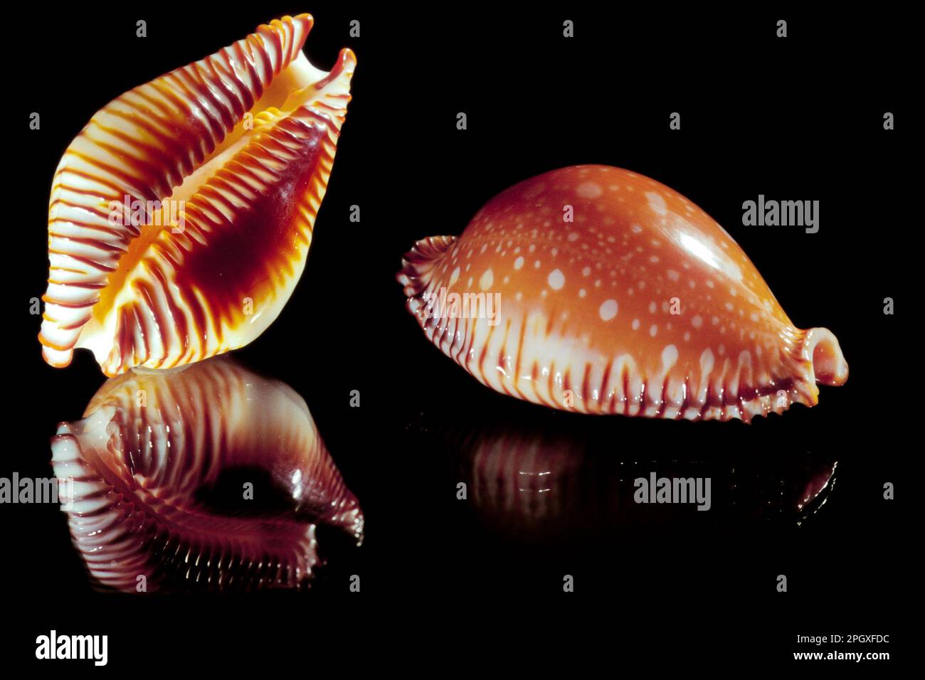 Ciprea, Erosaria Guttata Stock Photo - Alamy