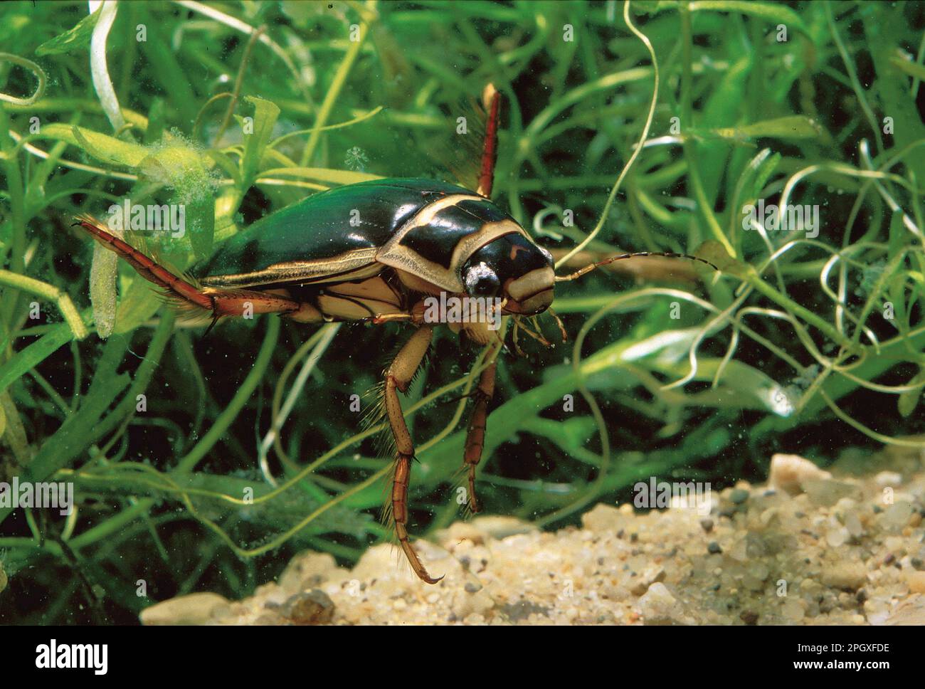Great diving beetles hi-res stock photography and images - Alamy