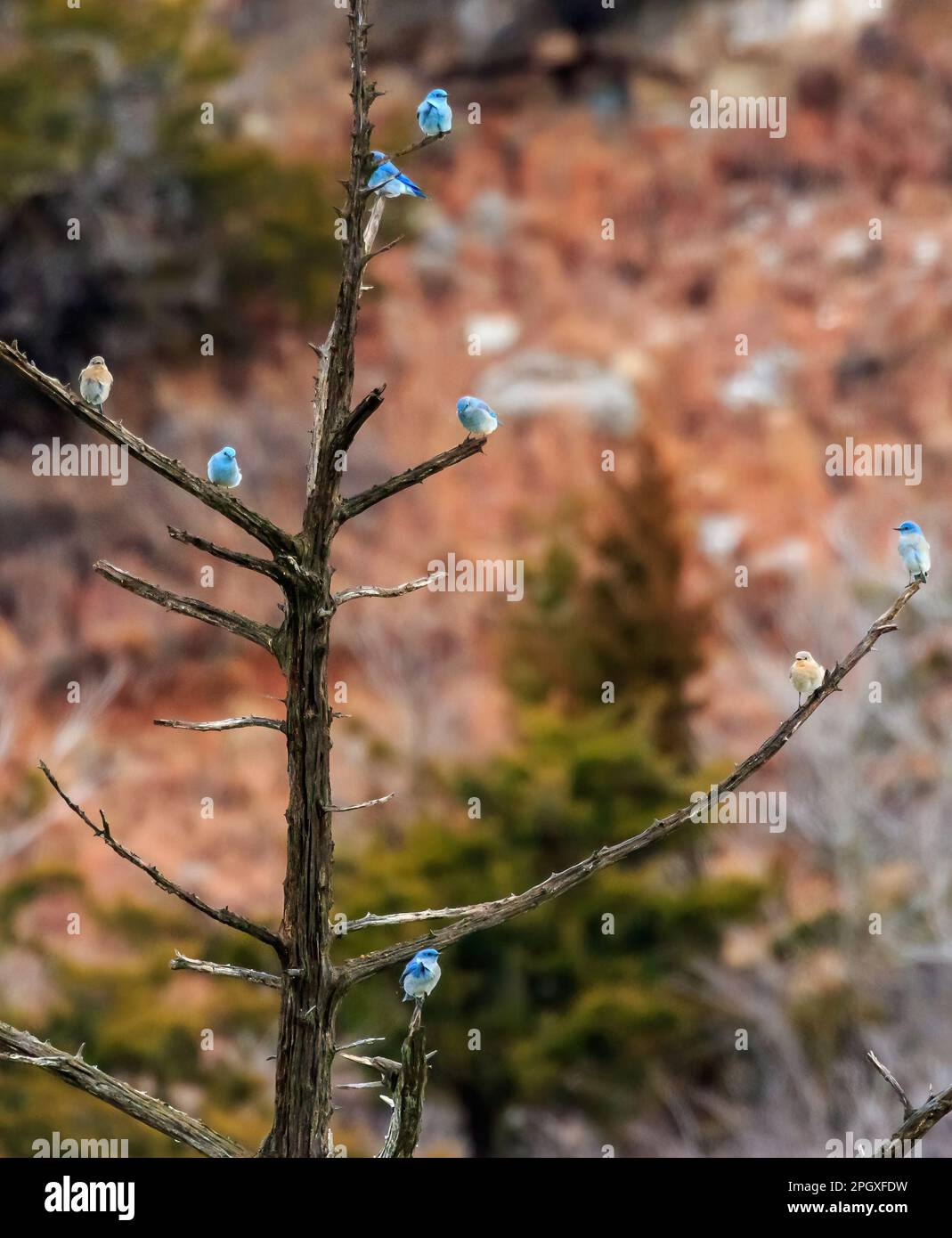 A flock of Mountain Bluebirds in a tree at Roman Nose State Park in NW ...