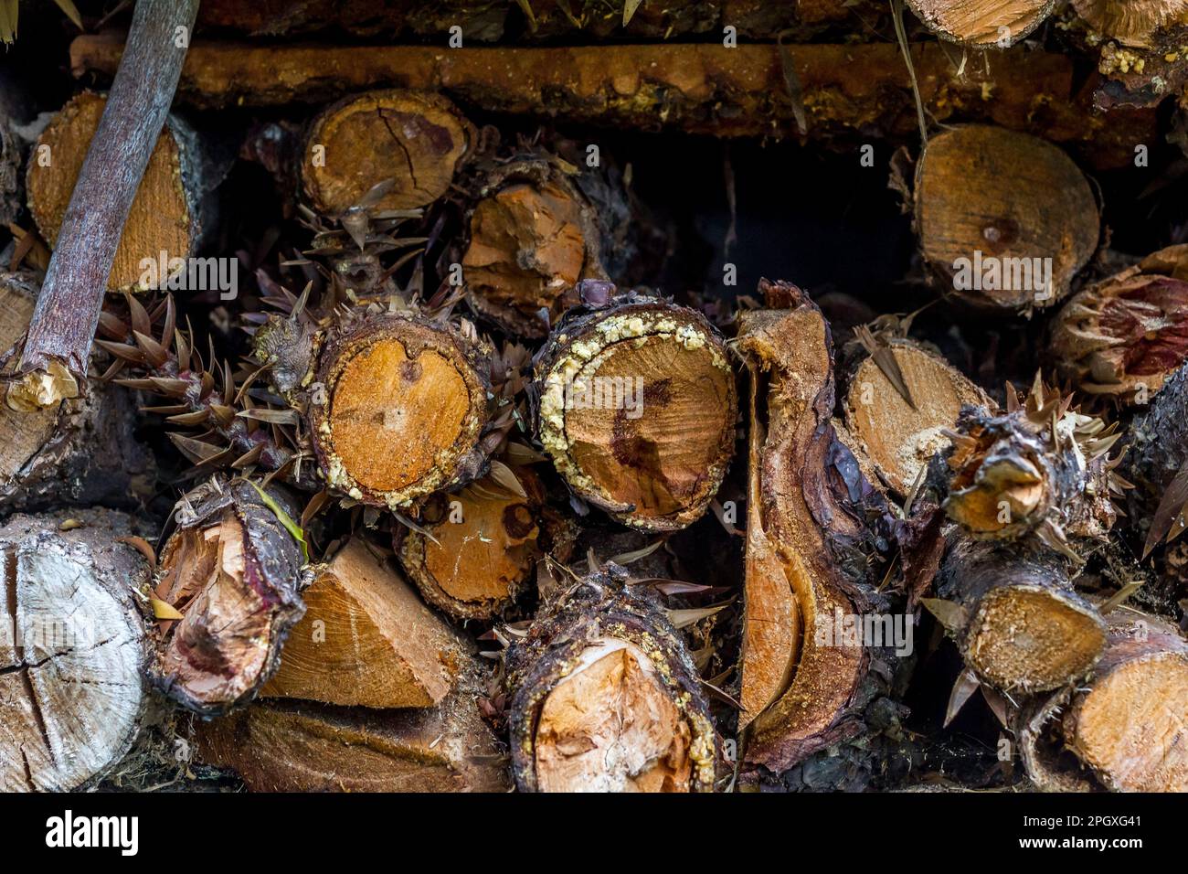 Logs twigs wood sticks hi-res stock photography and images - Alamy