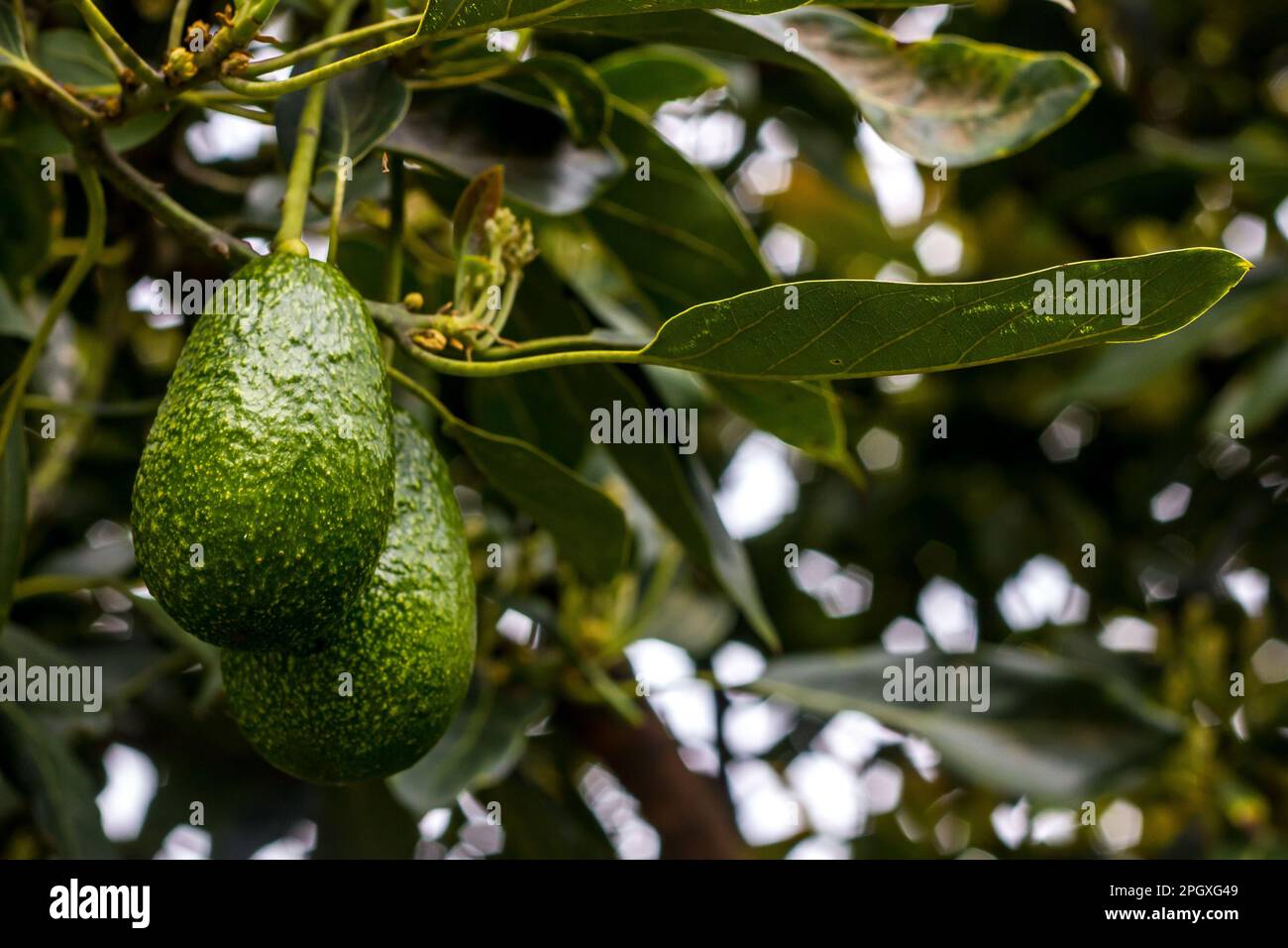 A ripe avocado hangs from a tree branch in bright sunlight, with a ...