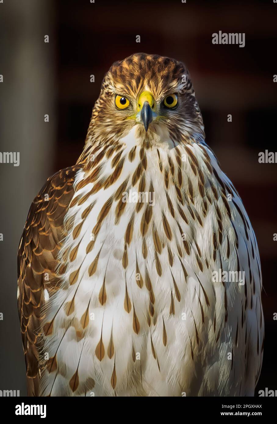 A juvenile Cooper's Hawk sitting on a backyard fence Stock Photo - Alamy