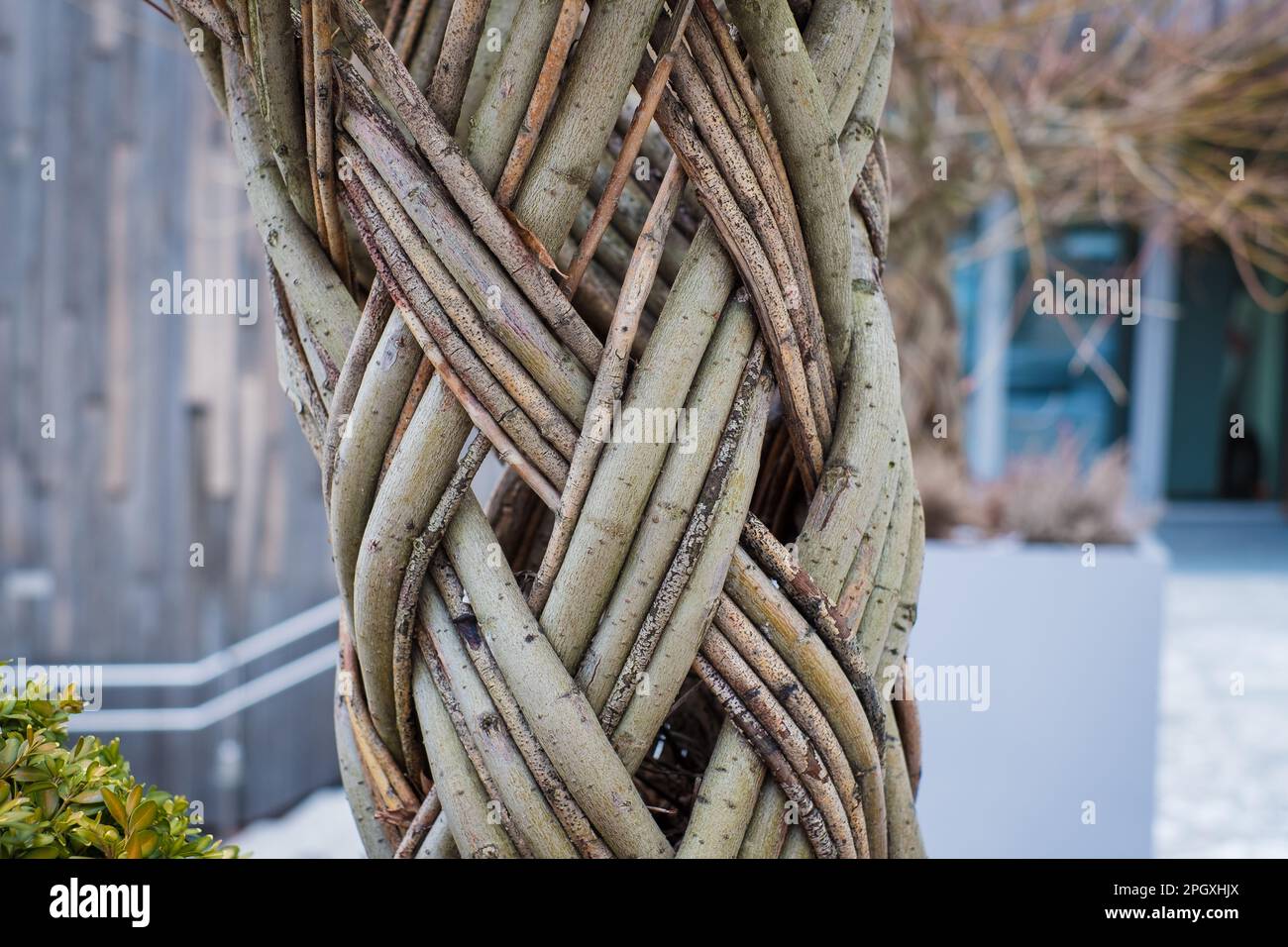 Decorative braided shrub composition in outdoor plant pot. Bush branch ...