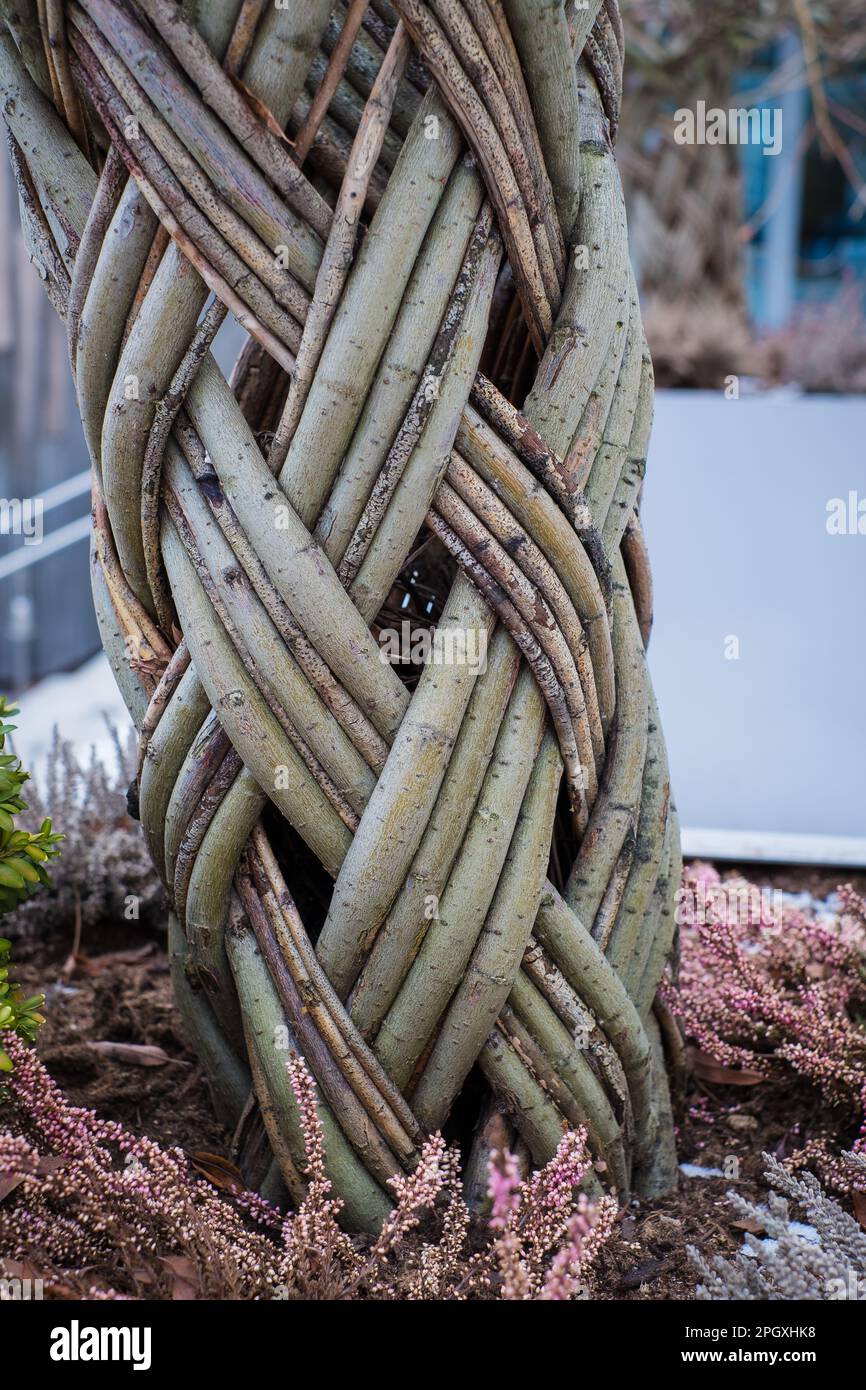Decorative braided shrub composition in outdoor plant pot. Bush branch ...