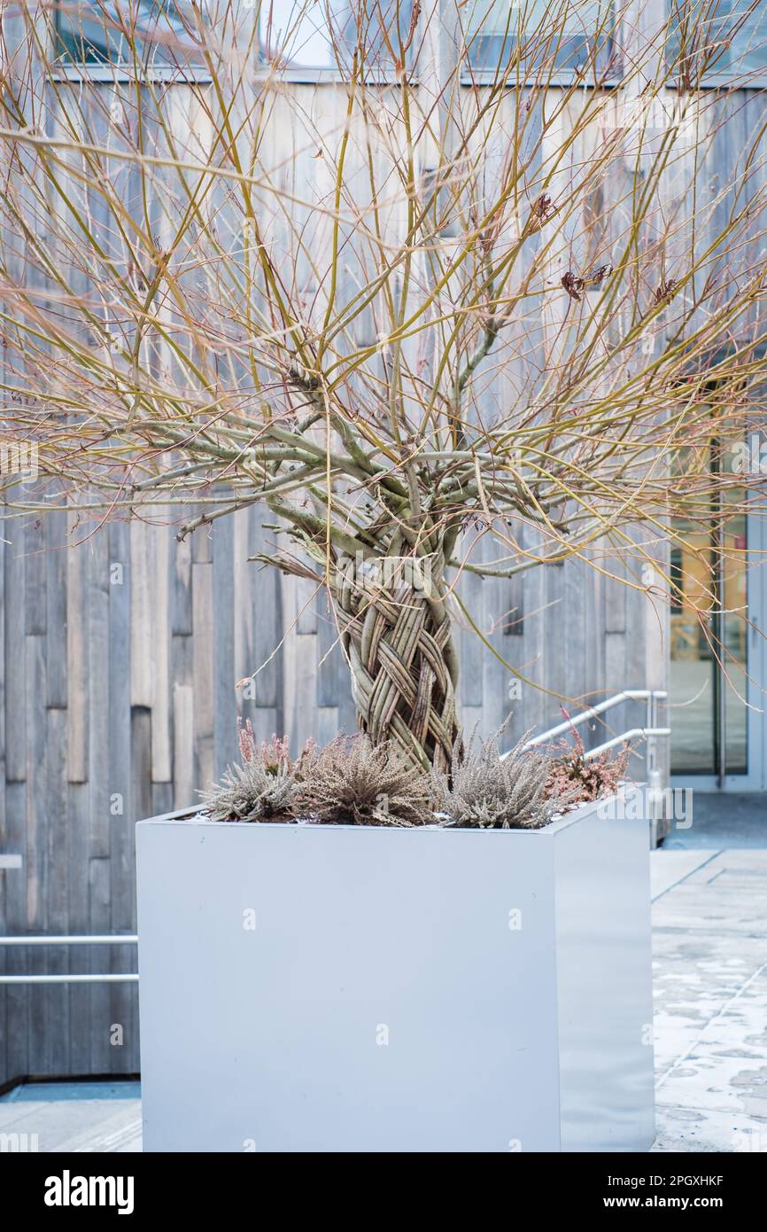 Decorative braided shrub composition in outdoor plant pot. Bush branch ...