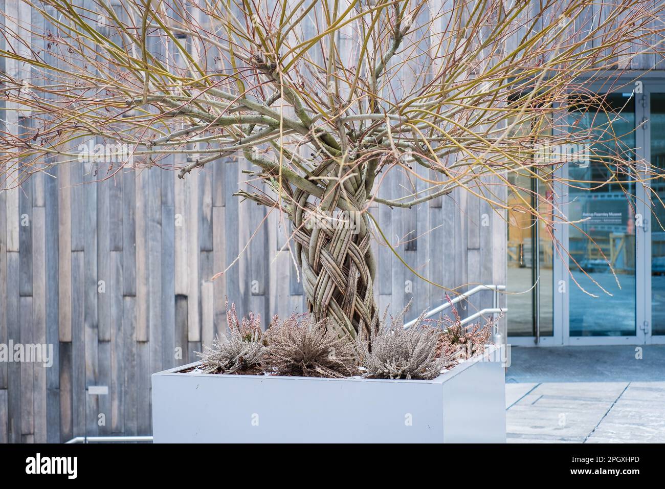 Braided trunk hi-res stock photography and images - Alamy