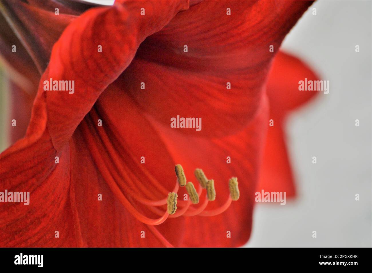 Flower rouge hi-res stock photography and images - Alamy