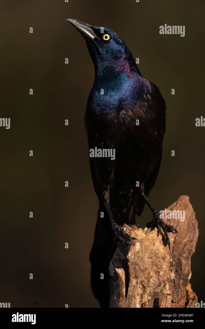 Grackle tail hi-res stock photography and images - Alamy