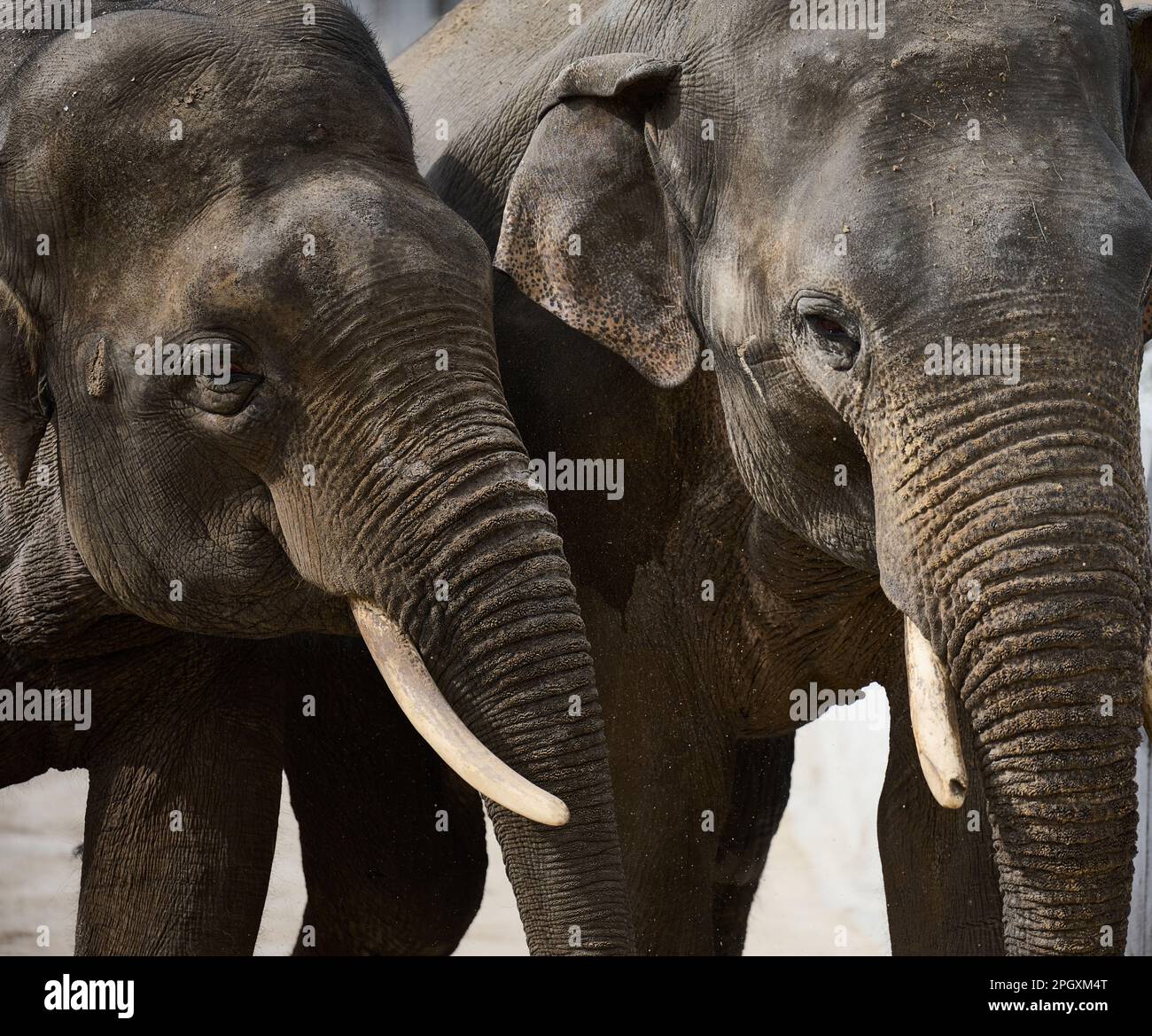 Two adult elephants walk in nature, spring day Stock Photo - Alamy