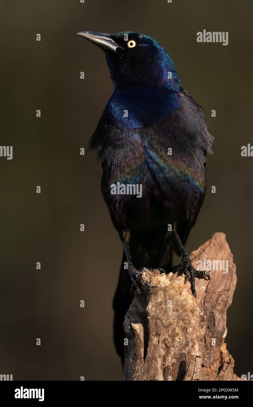 Common grackle showing how irredescent their feathers are Stock Photo ...