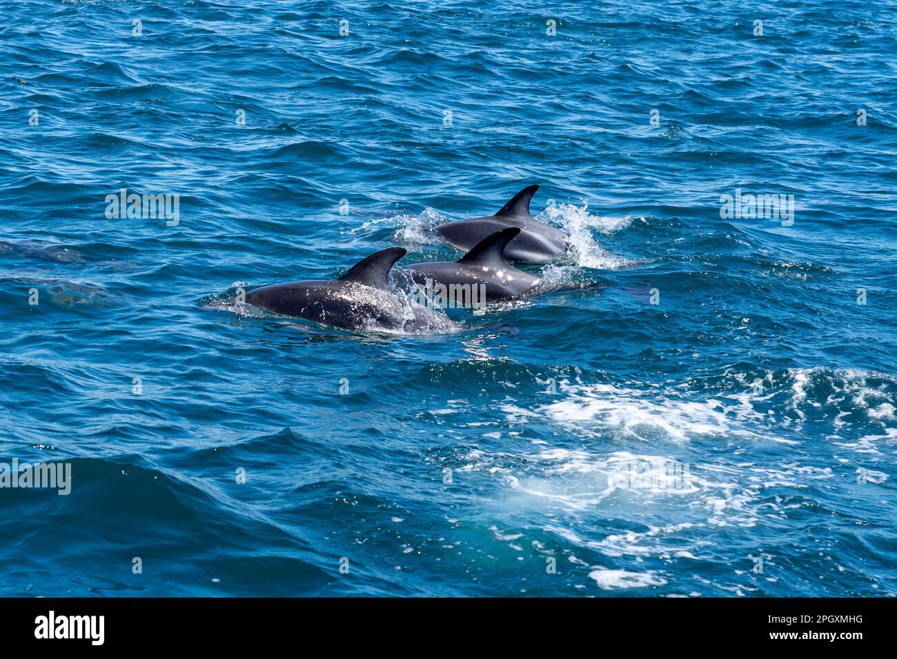 Dusky dolphins (Lagenorhynchus obscurus) surfacing in the blue water ...