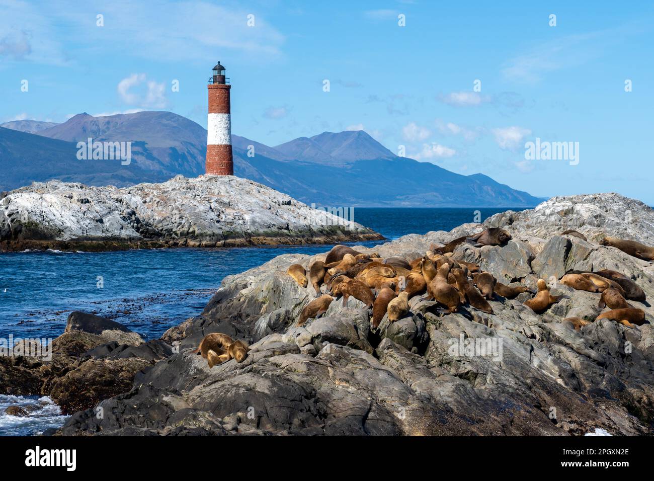 South American Sea lions resting on rock at Beagle Channel with Les ...