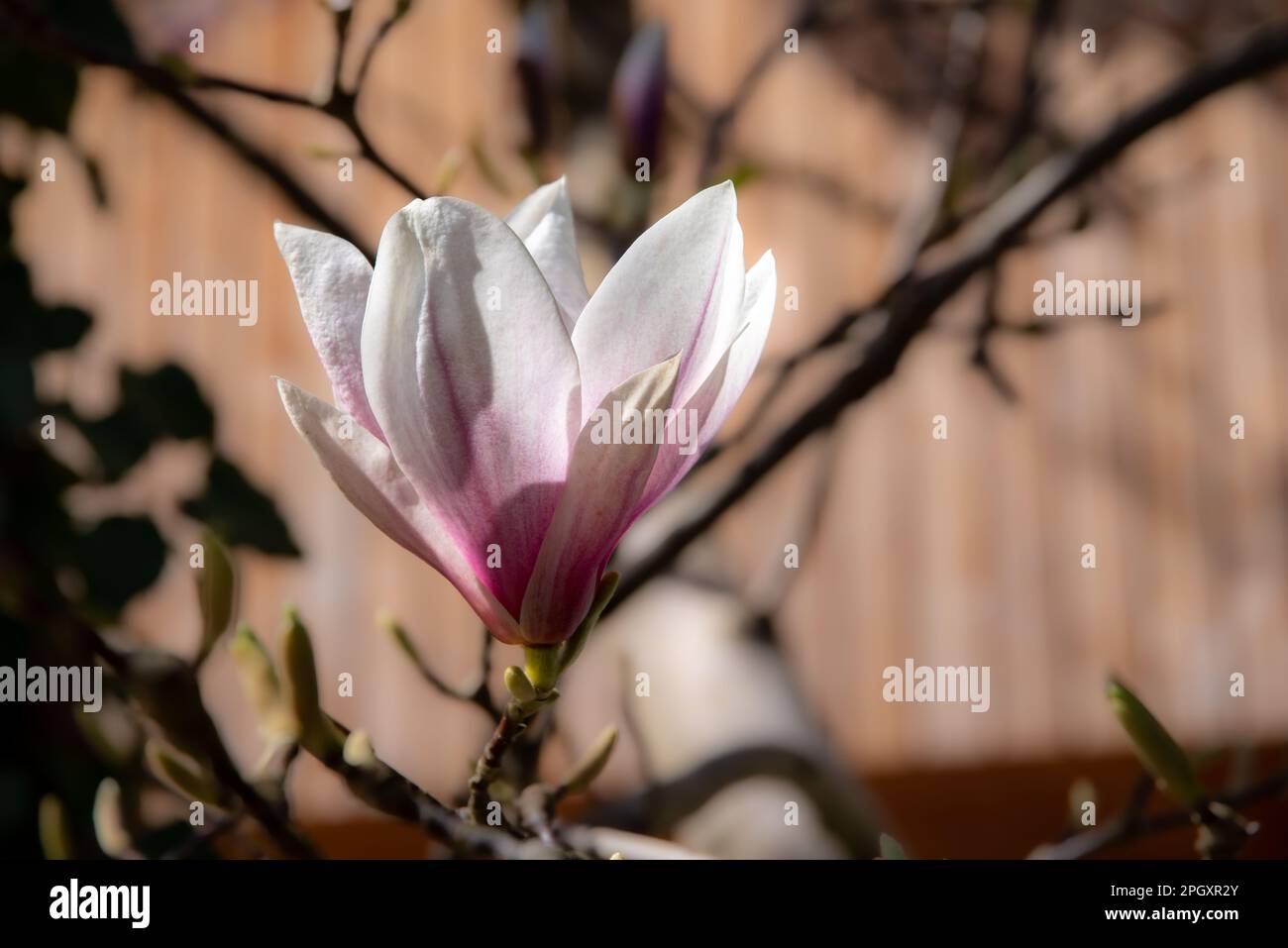 Spring floral background with magnolia flowers Stock Photo - Alamy