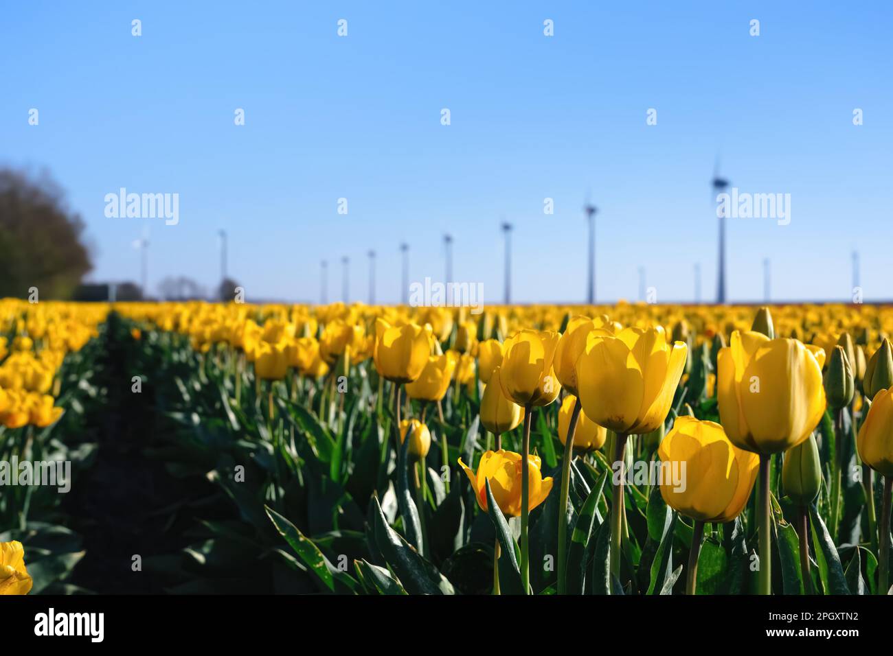 Field of tulips, rows of yellow tulips against a clear blue sky and ...