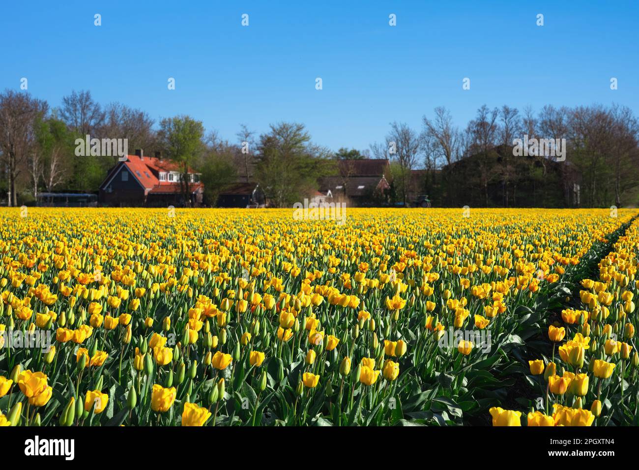 Field of tulips, rows of yellow tulips against a clear blue sky and ...