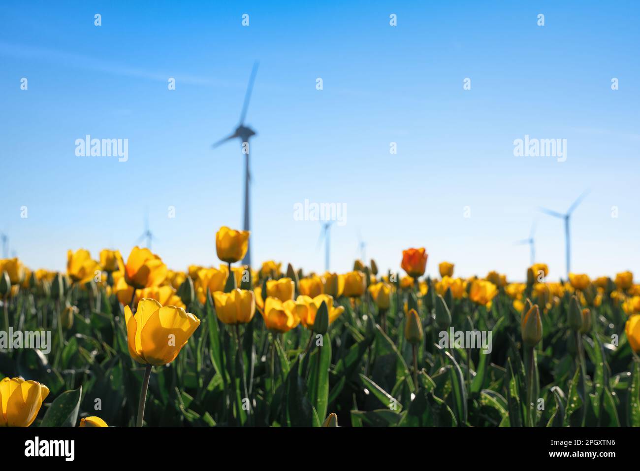 Field of tulips, rows of yellow tulips against a clear blue sky and ...