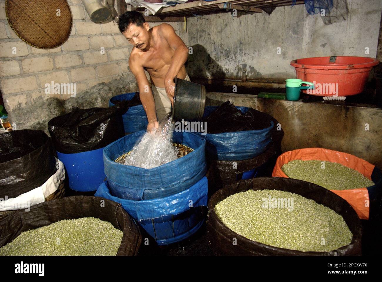 A worker is watering mung beans at a bean sprouting farm in Jakarta ...