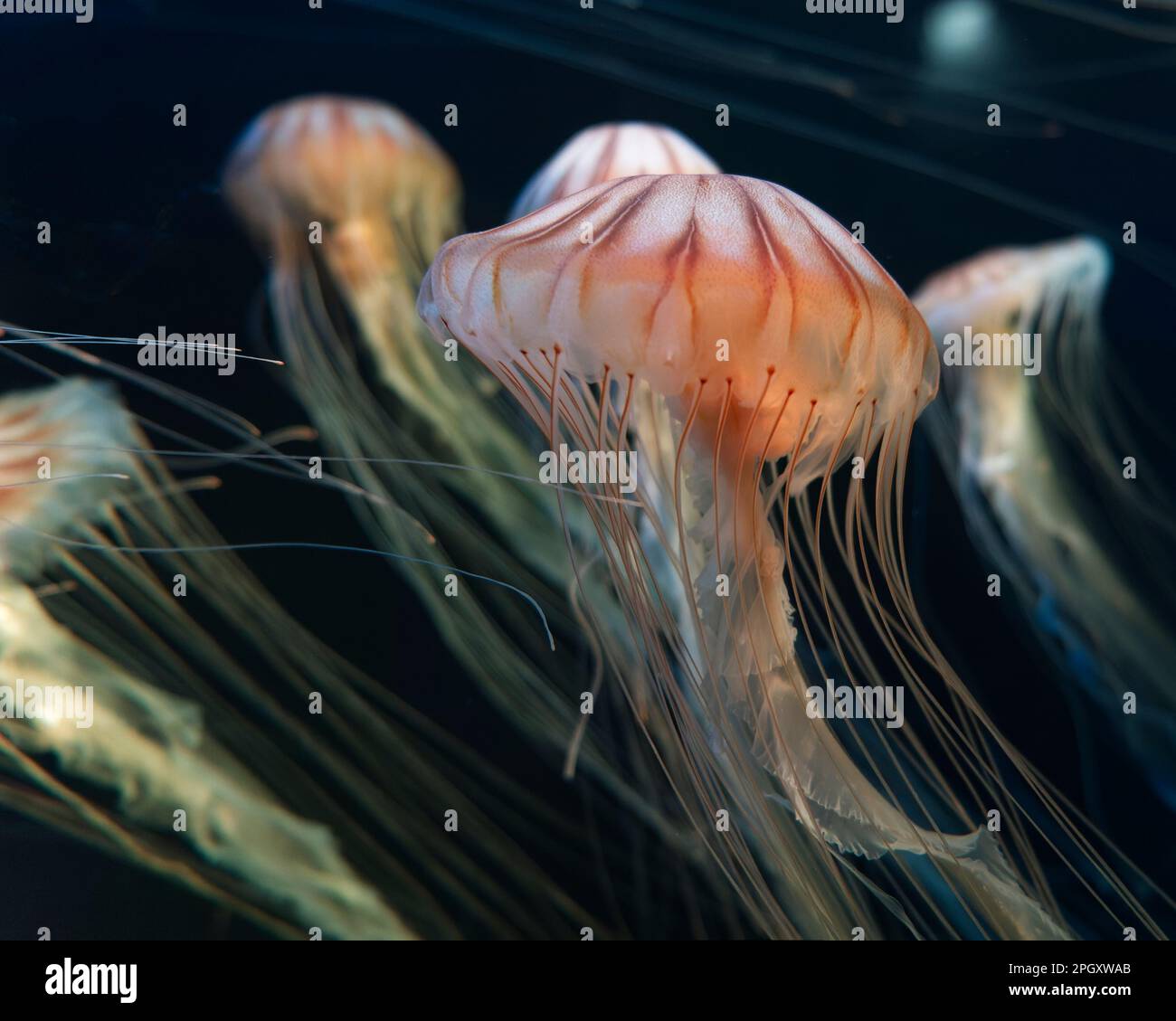 Jellyfish peacefully and silently floating in a aquarium tank with blue ...