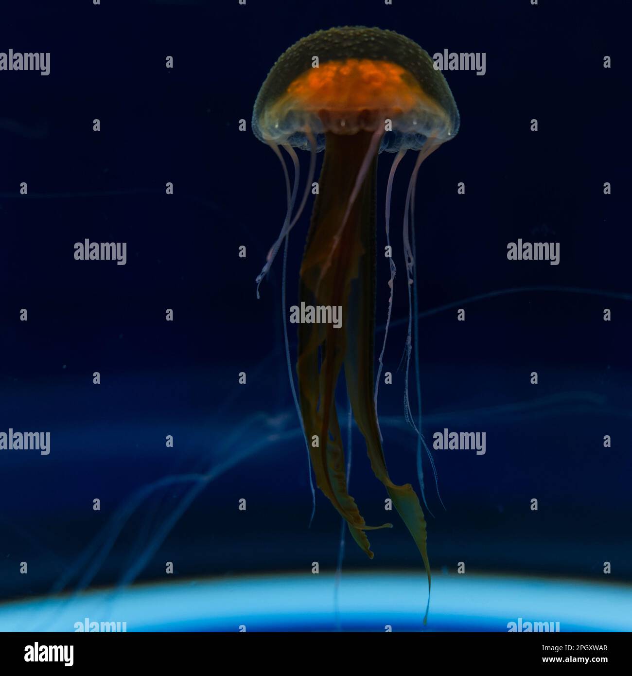Jellyfish with an alien brain peacefully and silently floating in a ...