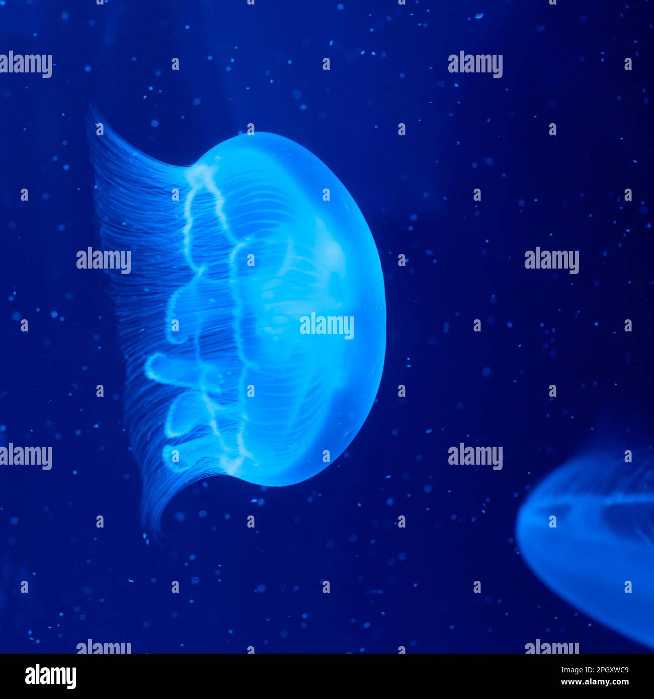 Jellyfish peacefully and silently floating in a aquarium tank with blue ...