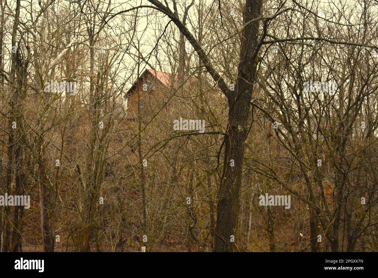 Log cabin on the hill, visible through the woods. Rural Missouri, MO ...