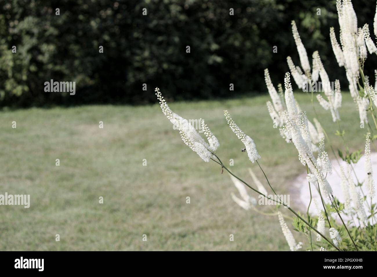 Black snakeroot (Actaea racemosa) known as the black cohosh, black ...