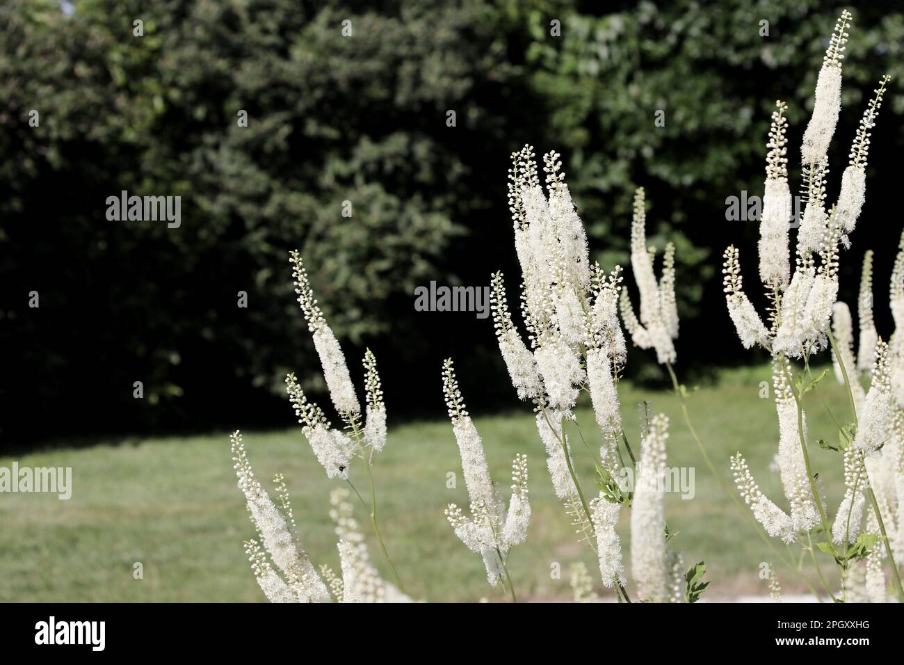 Black snakeroot (Actaea racemosa) known as the black cohosh, black ...