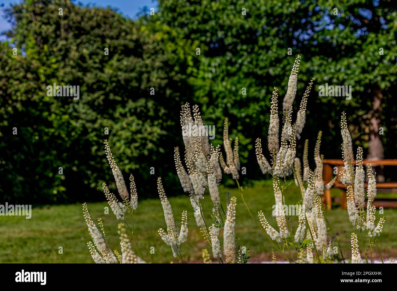 Black snakeroot (Actaea racemosa) known as the black cohosh, black ...