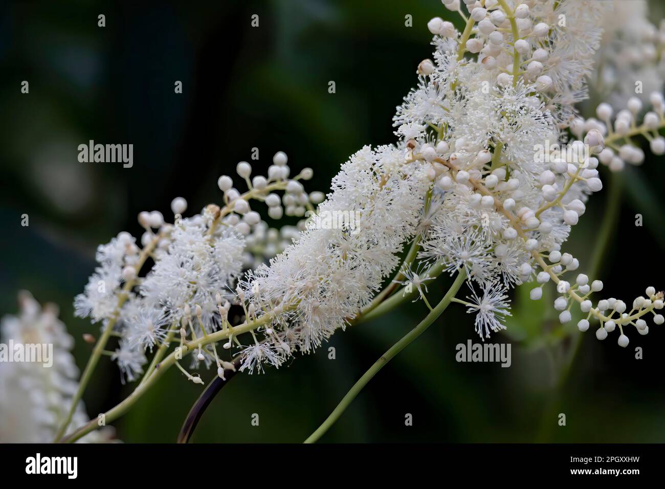 Black snakeroot (Actaea racemosa) known as the black cohosh, black ...