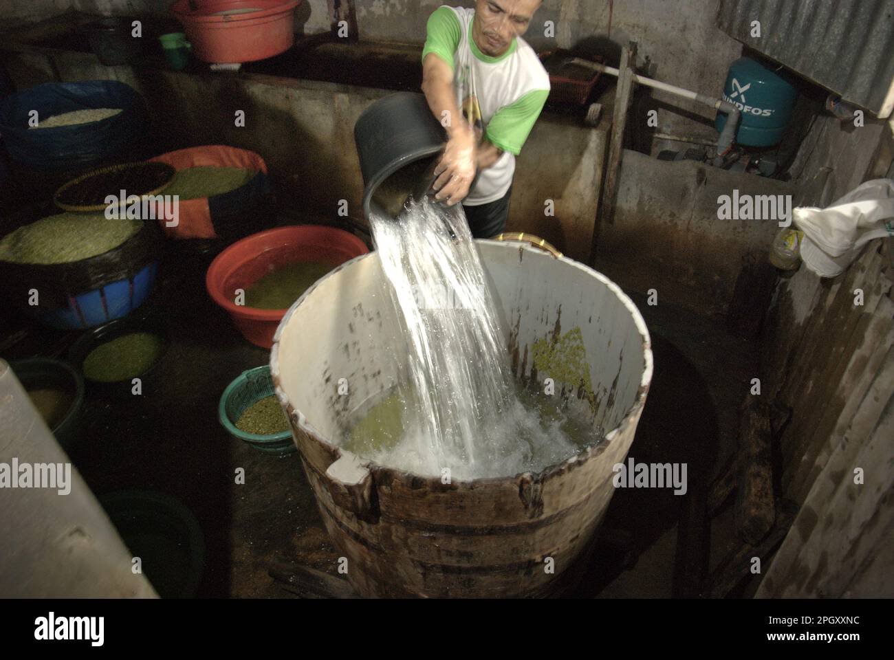 A worker is watering mung beans at a bean sprouting farm in Jakarta ...