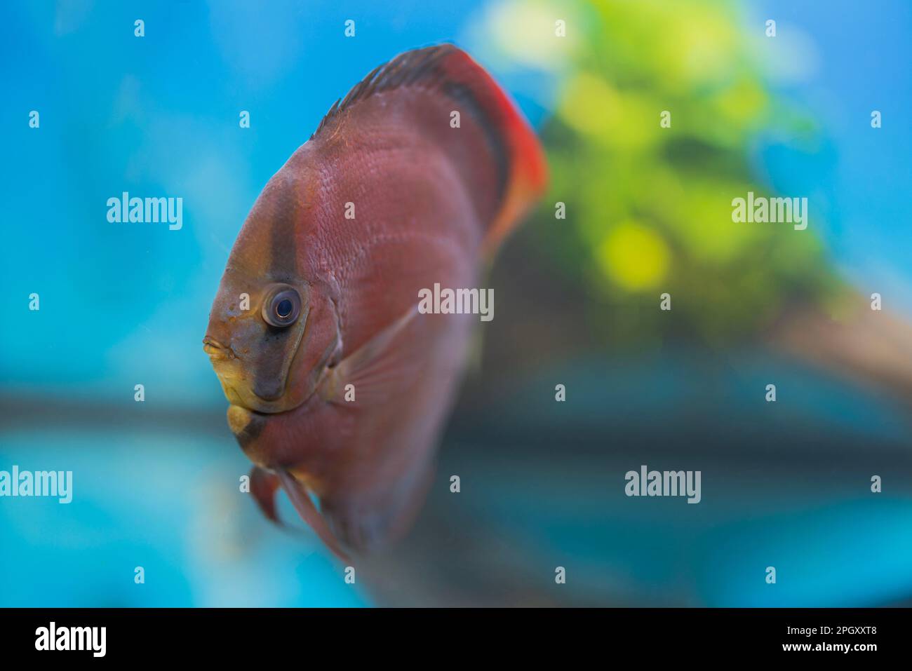 Macro view of Red Cover Discus fish swimming in aquarium. Sweden Stock ...