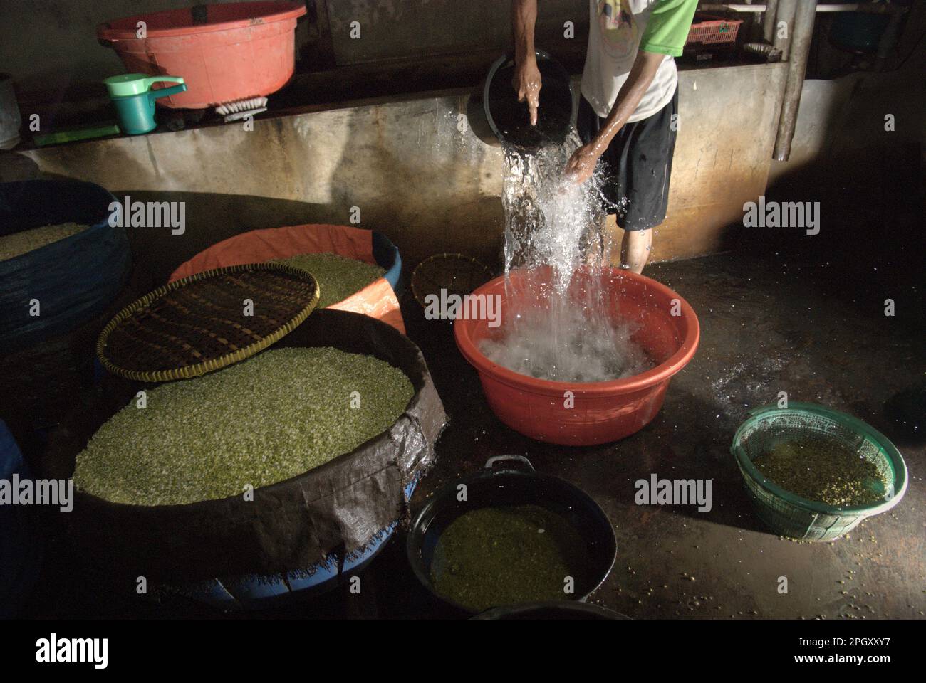 A worker is watering mung beans at a bean sprouting farm in Jakarta ...