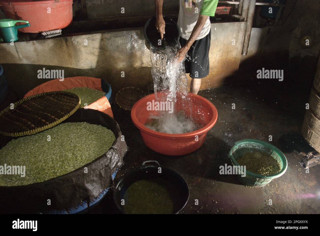 A worker is watering mung beans at a bean sprouting farm in Jakarta ...