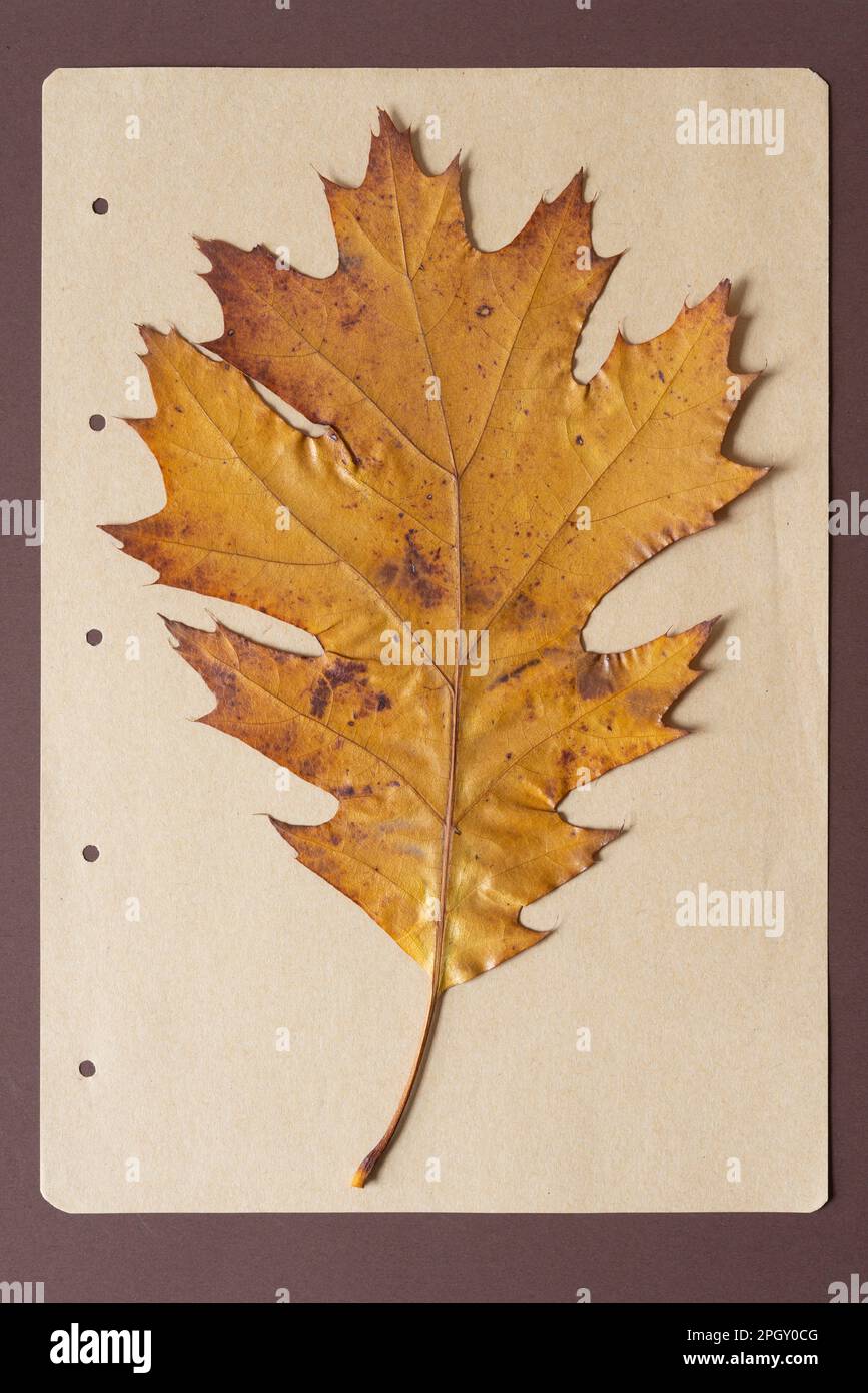 large autumn oak leaf isolated on notebook paper and cardboard frame ...