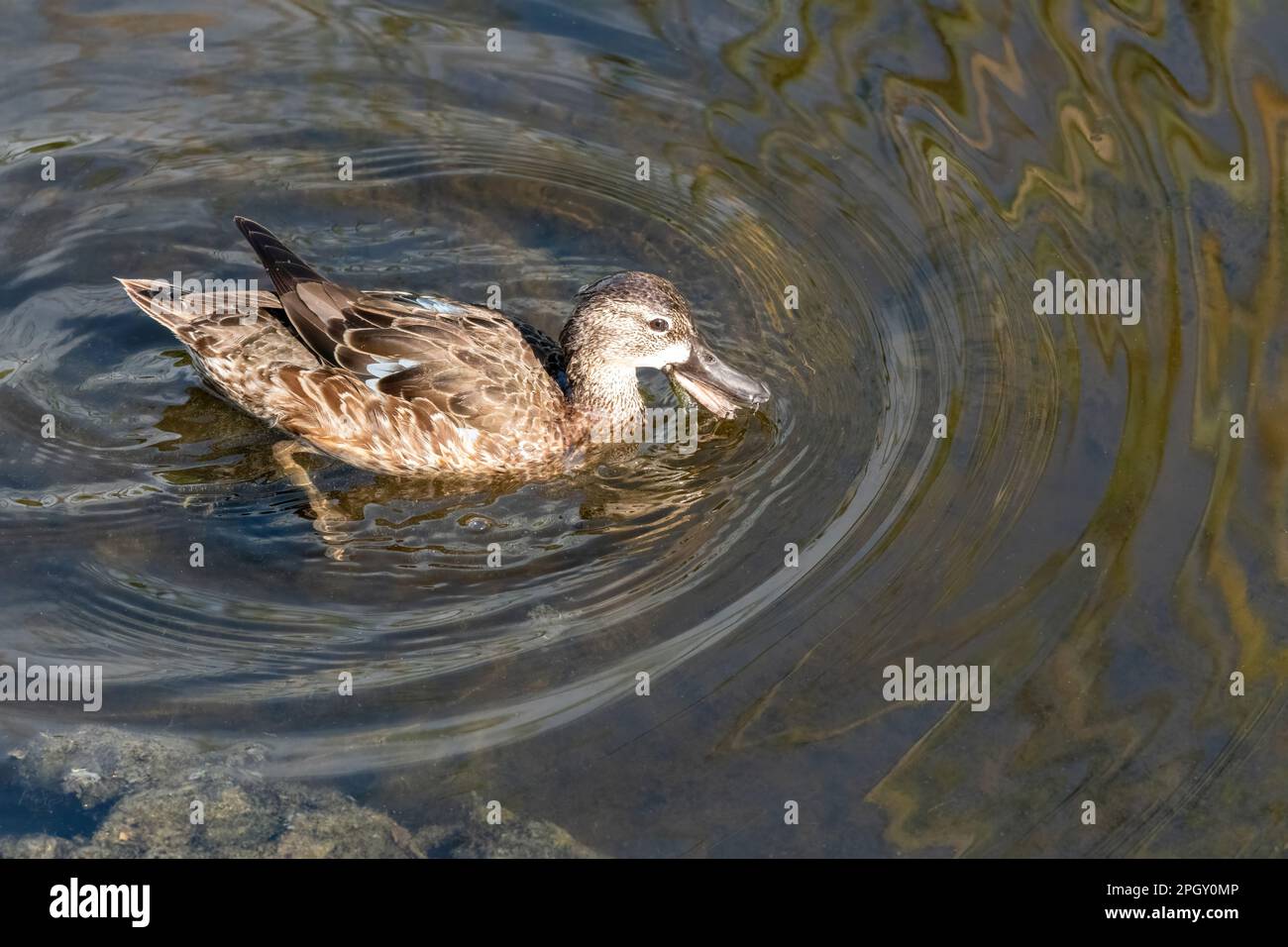 Female Blue-winged Teal - Anas discors - foraging in shallow water of ...