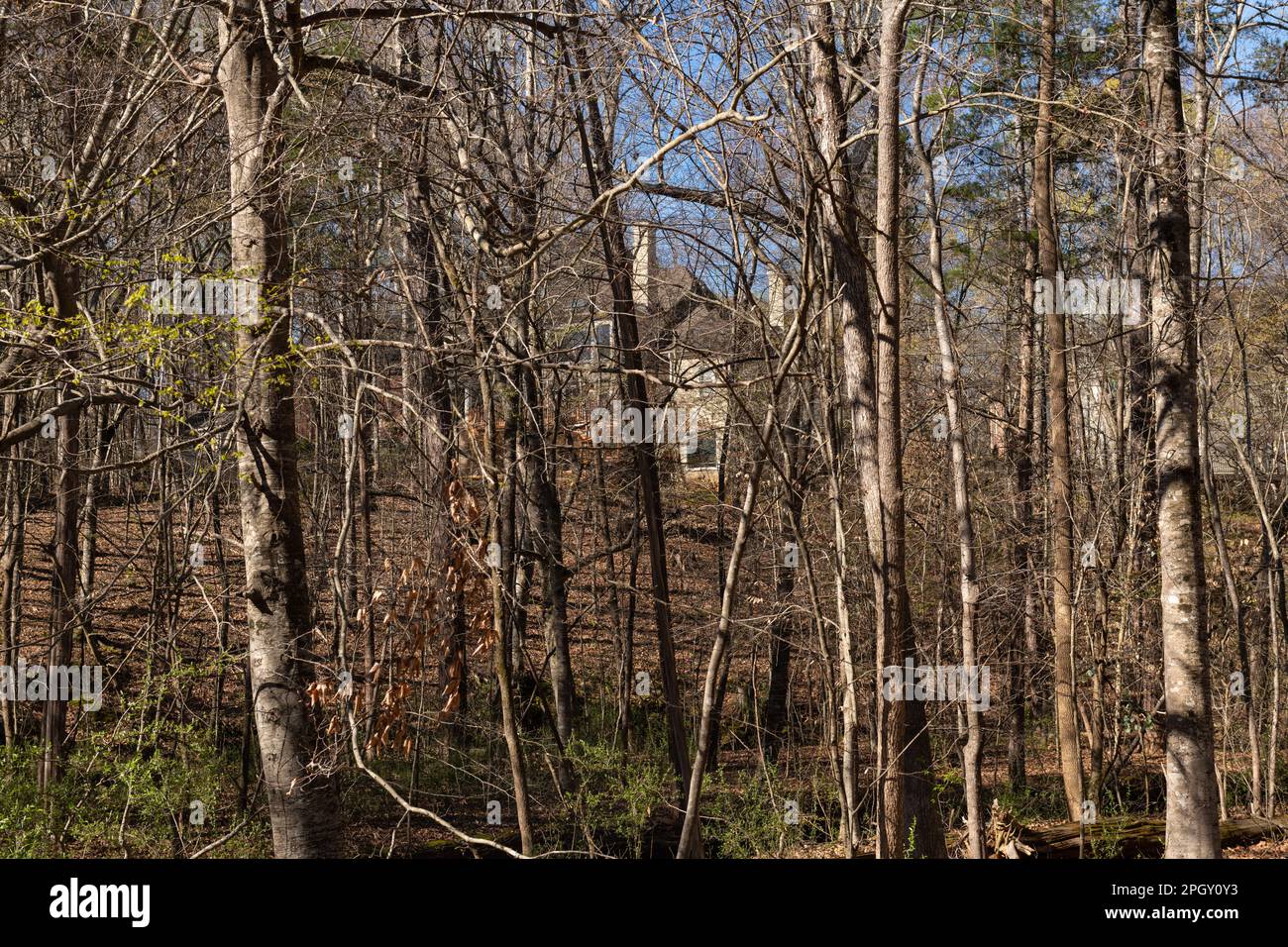 Hidden mansion tucked into the woods, partially hidden from view. Real ...