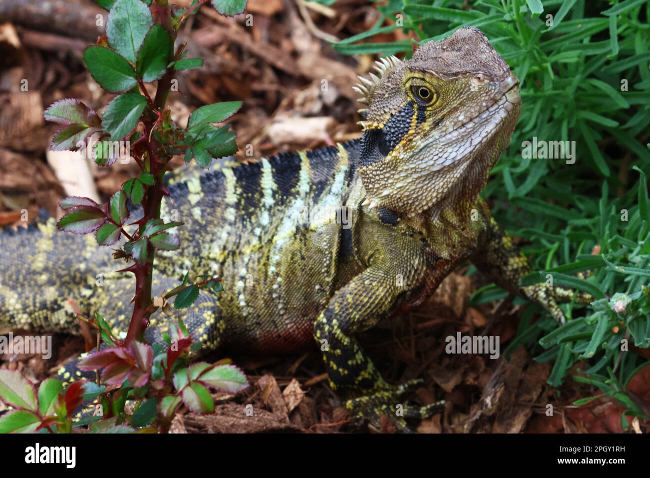Beautiful images of animals around the Rothwell wetlands area, and ...