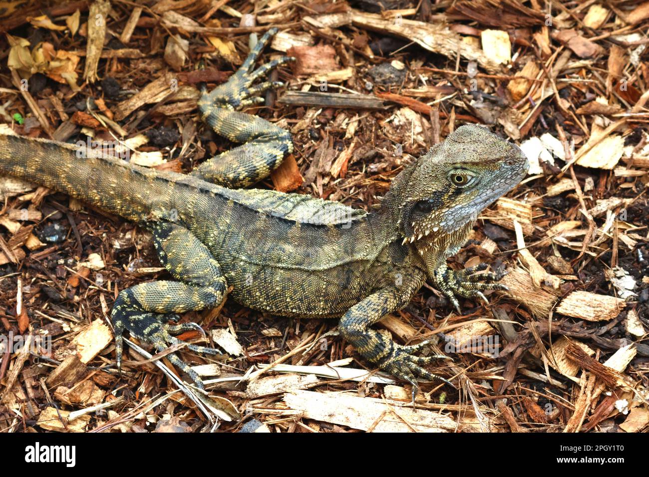Beautiful images of animals around the Rothwell wetlands area, and ...