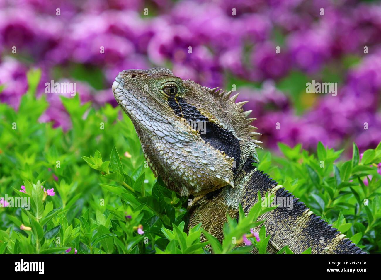 Beautiful images of animals around the Rothwell wetlands area, and ...