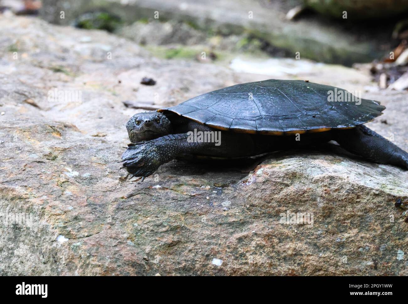 Beautiful images of animals around the Rothwell wetlands area, and turtles hanging out by the ...